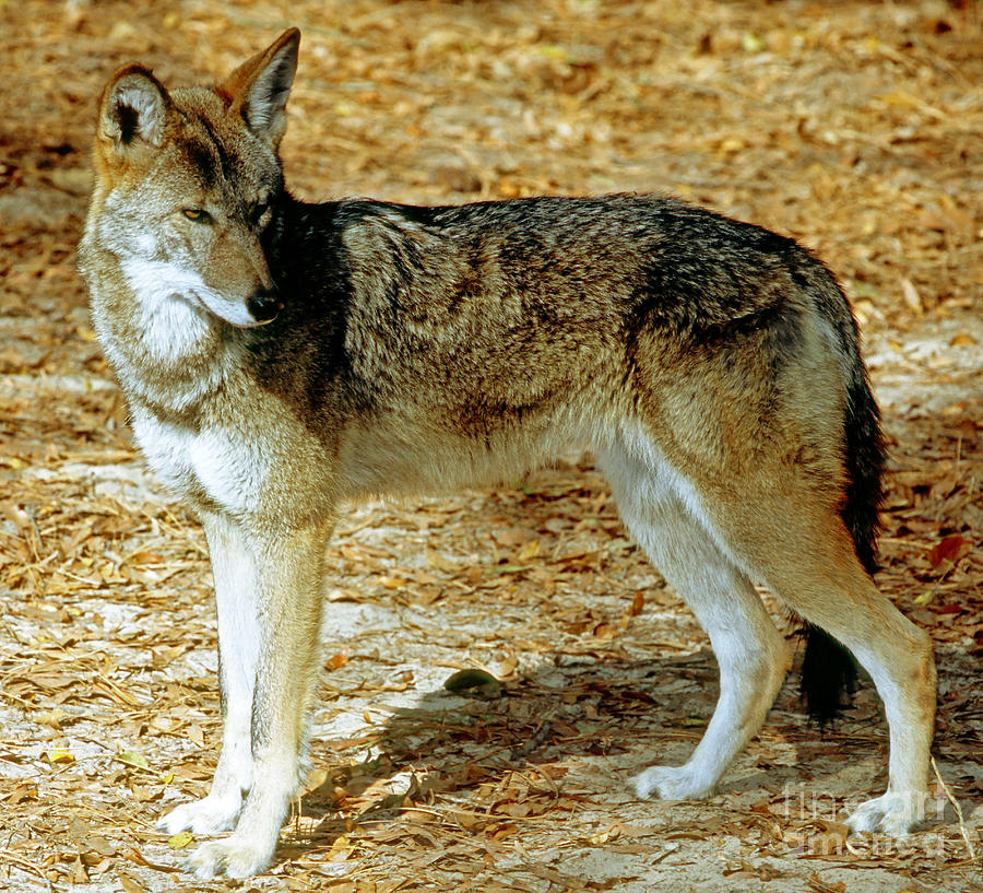 Red Wolf Photograph by Millard H. Sharp - Fine Art America