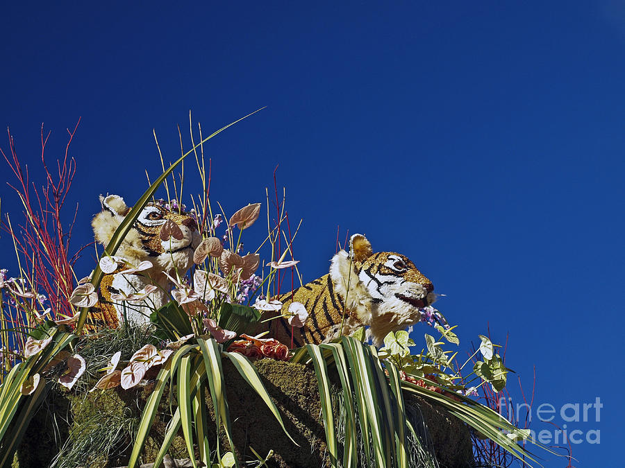 Rose Parade Photograph by Howard Stapleton - Fine Art America