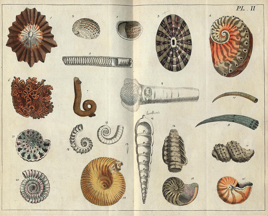 Shells Photograph by Natural History Museum, London/science Photo ...