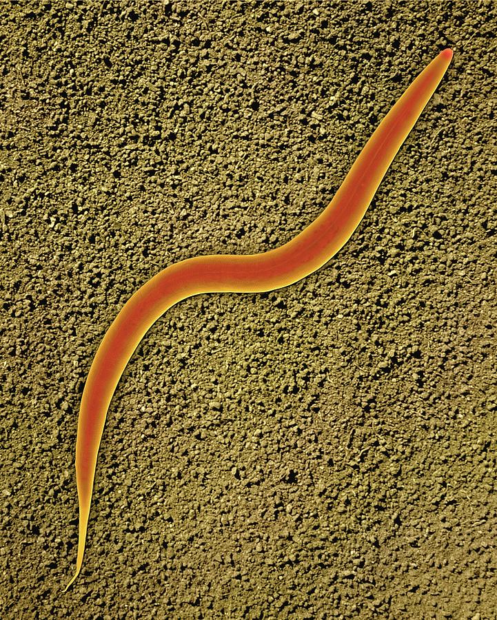 Soil Nematode (caenorhabditis Elegans) #6 Photograph by Science Photo Library - Pixels Merch