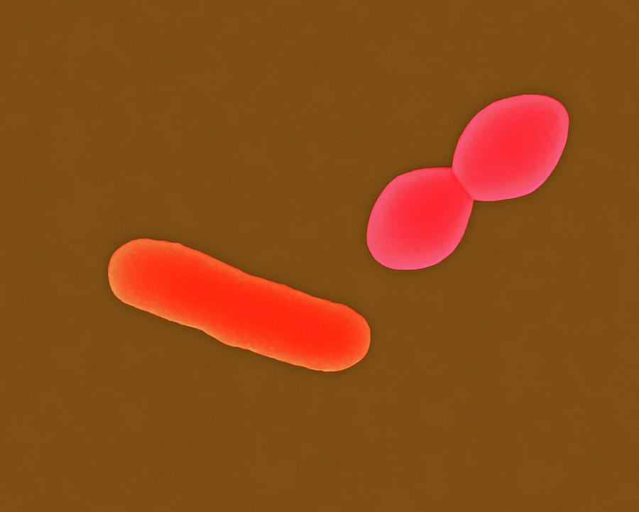 Streptococcus Pneumoniae Photograph By Dennis Kunkel Microscopy Science