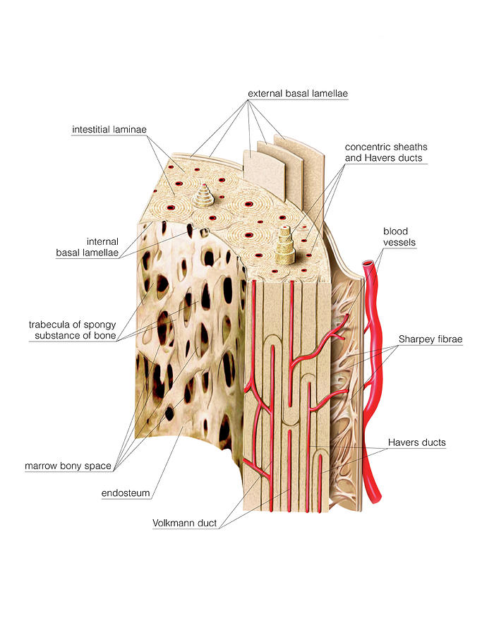 Structure Of Long Bone Photograph by Asklepios Medical Atlas - Fine Art ...