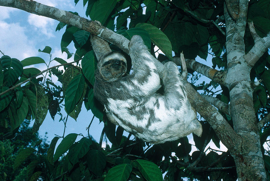 Three-toed Sloth Photograph by Dan Guravich - Fine Art America
