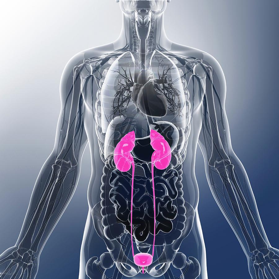 Urinary System #6 by Pixologicstudio / Science Photo Library