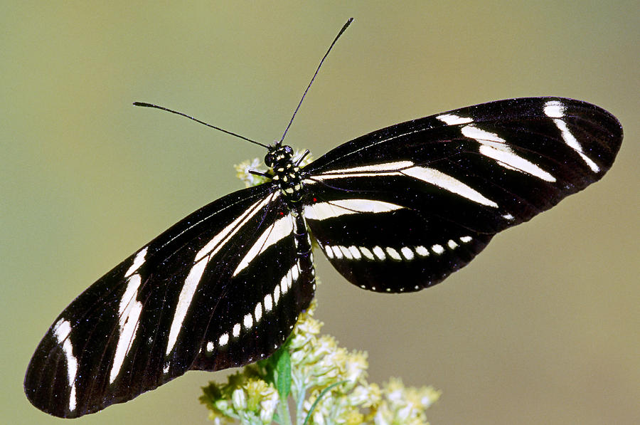 Zebra Longwing Heliconius Charithonia Photograph by Millard H. Sharp