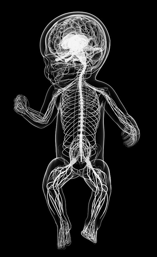 Baby's Nervous System #60 by Science Photo Library