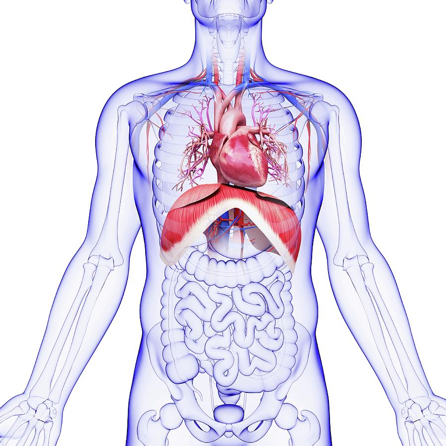 Human Respiratory System #60 Photograph by Pixologicstudio / Science ...