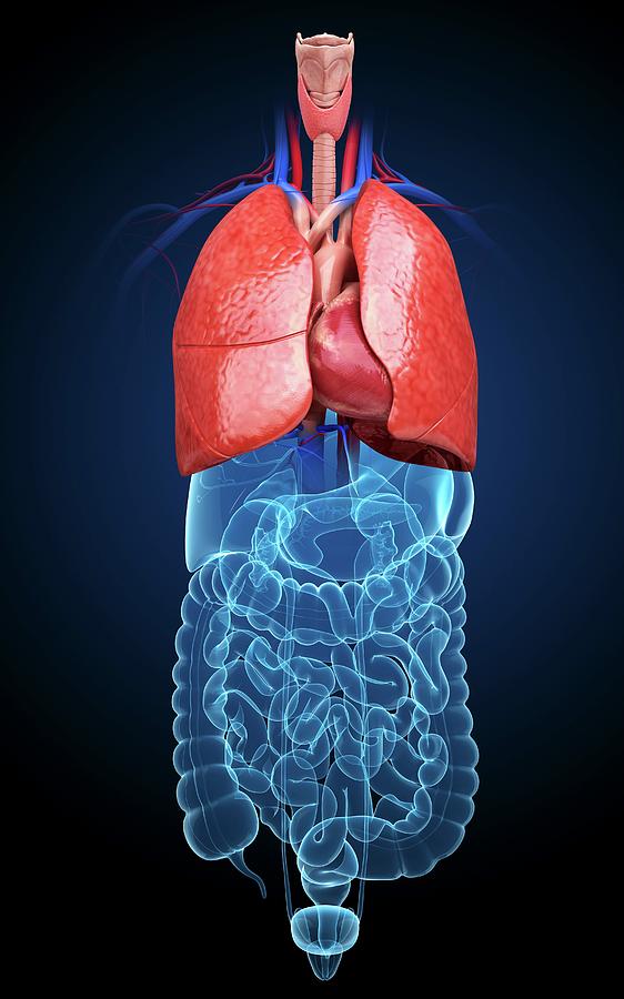 Human Respiratory System #61 by Science Photo Library
