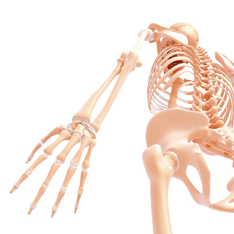 Human Skeleton #613 Photograph by Pixologicstudio/science Photo Library ...