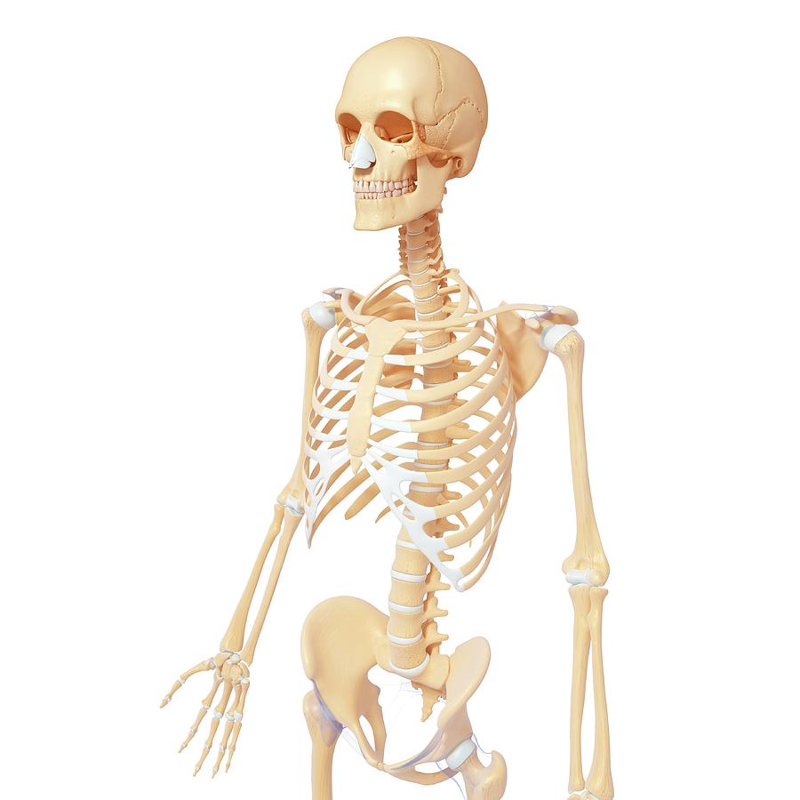 Human Skeleton Photograph by Pixologicstudio/science Photo Library ...