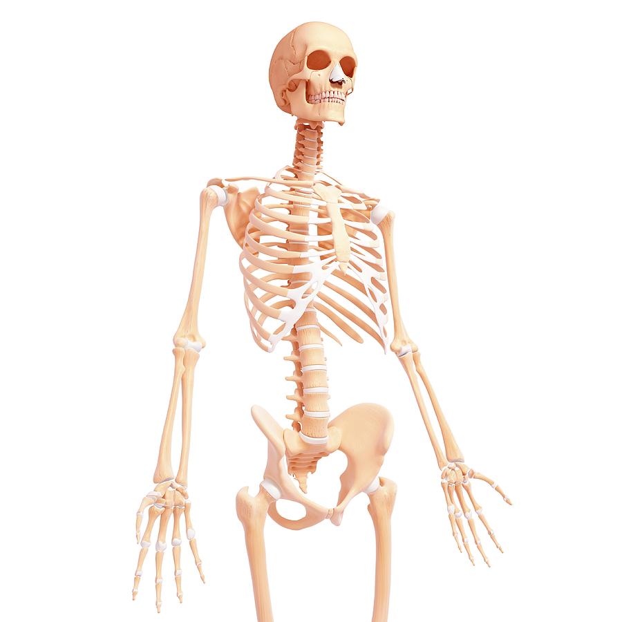 Human Skeleton #627 by Science Photo Library