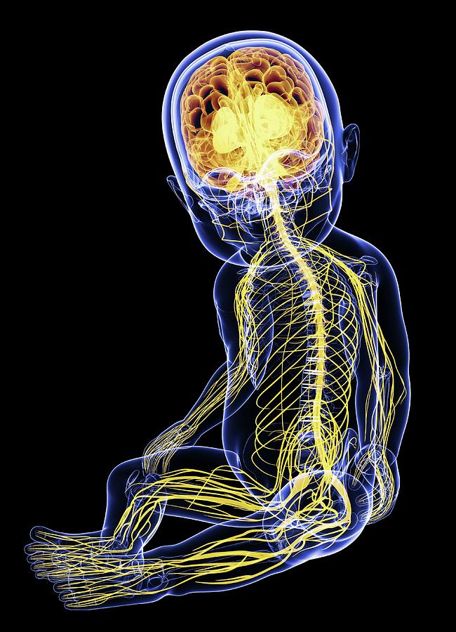 Baby's Nervous System #63 by Science Photo Library