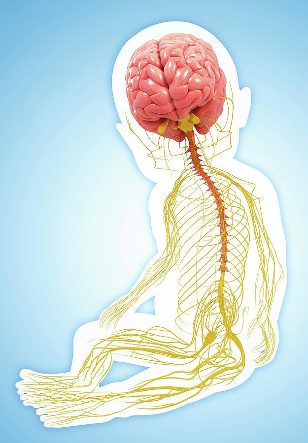 Baby's Nervous System #64 by Science Photo Library