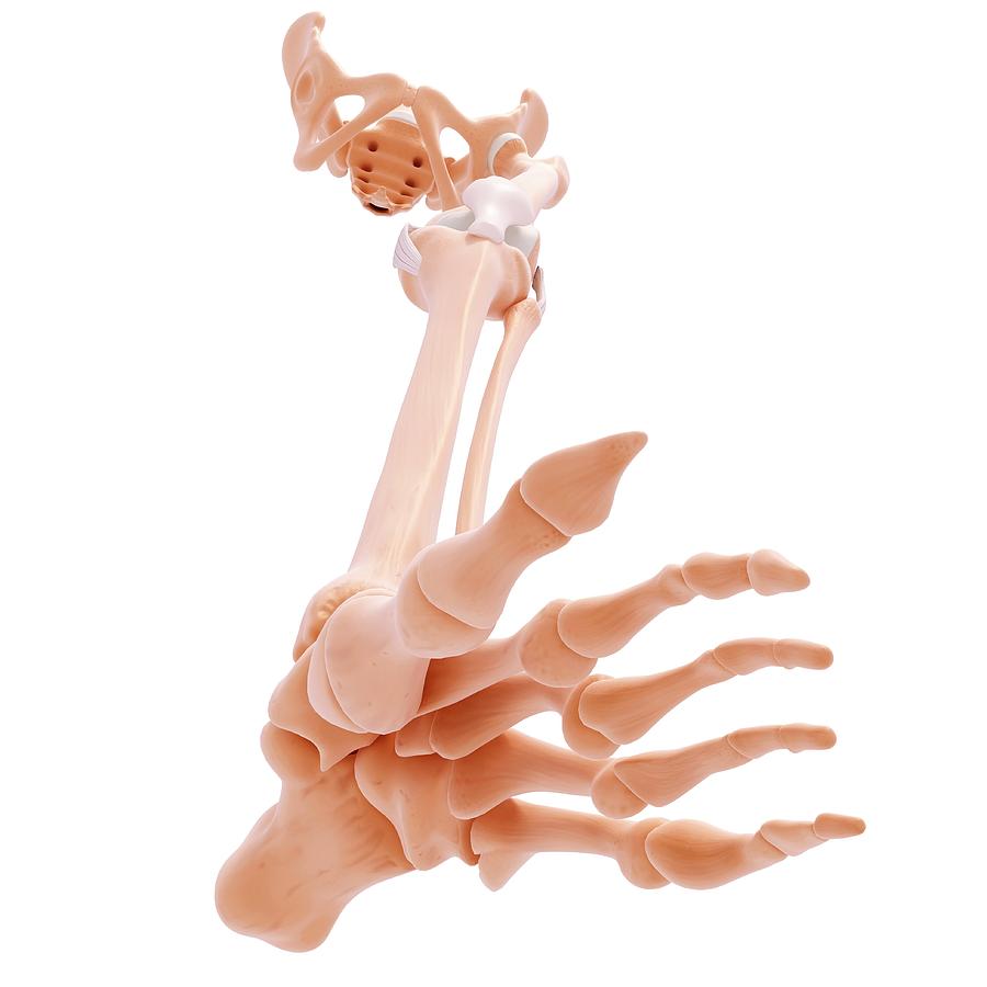 Human Leg Bones #64 Photograph by Pixologicstudio/science Photo Library ...