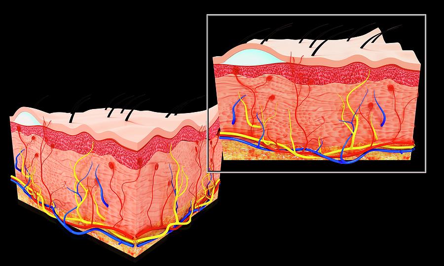Human Skin Anatomy Photograph by Pixologicstudio/science Photo Library ...