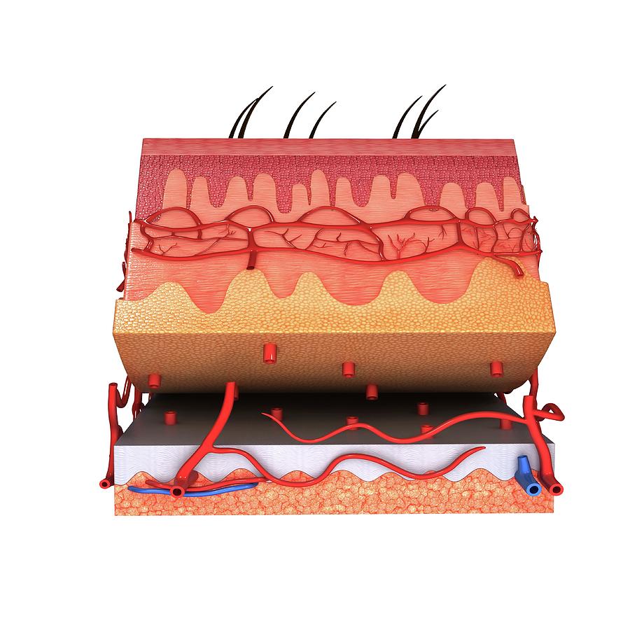 Human Skin #64 by Science Photo Library