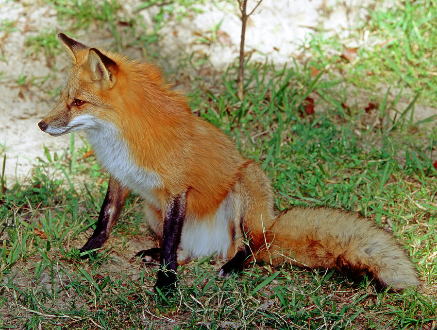 Red Fox Photograph by Millard H. Sharp - Pixels