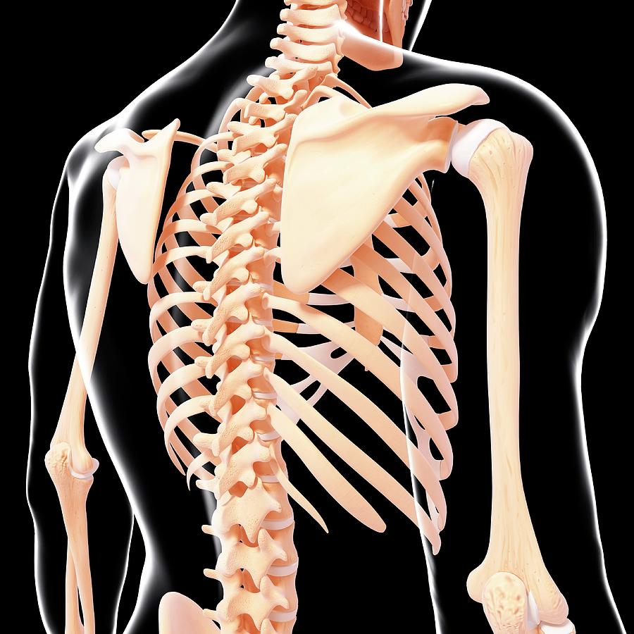 Human Skeleton #649 Photograph by Pixologicstudio/science Photo Library ...