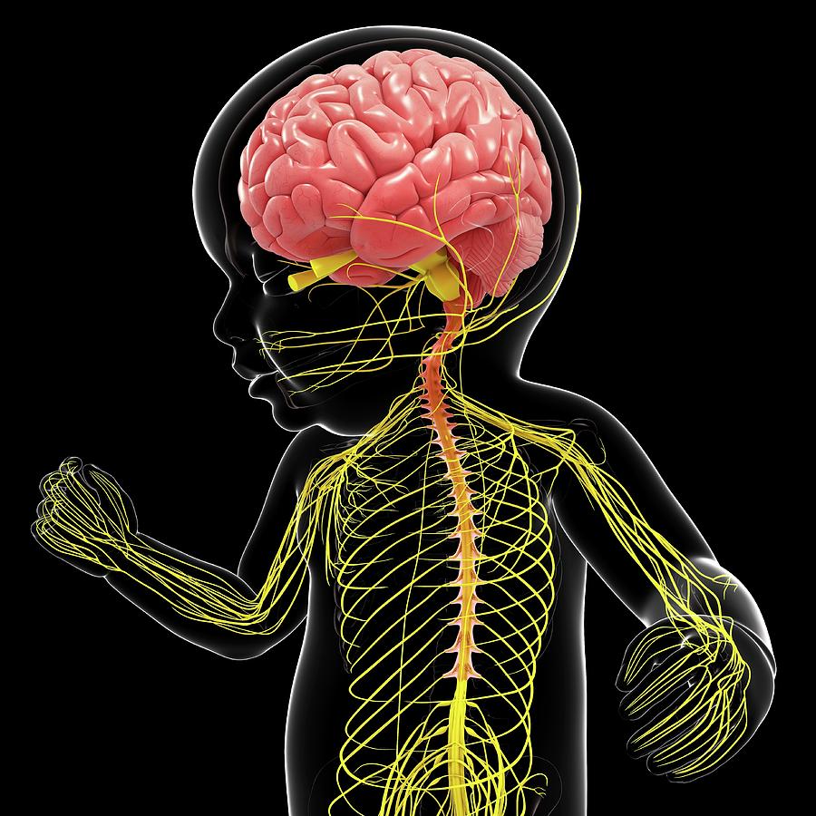 Baby's Nervous System #65 by Science Photo Library