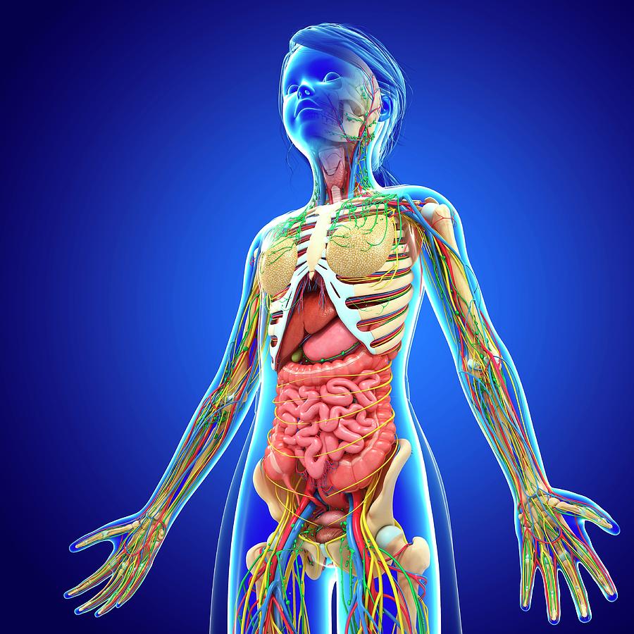 Human Internal Organs #65 by Science Photo Library