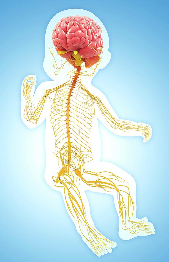 Baby's Nervous System #66 by Science Photo Library