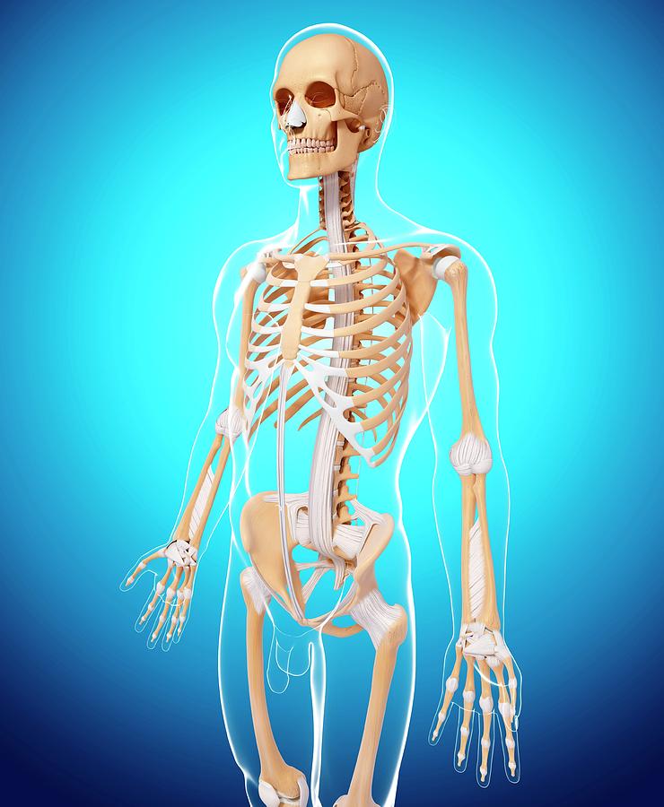 Human Skeleton #66 by Pixologicstudio / Science Photo Library