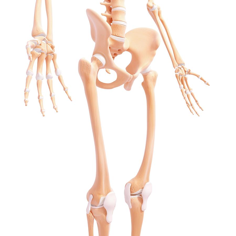 Human Skeleton #666 by Science Photo Library