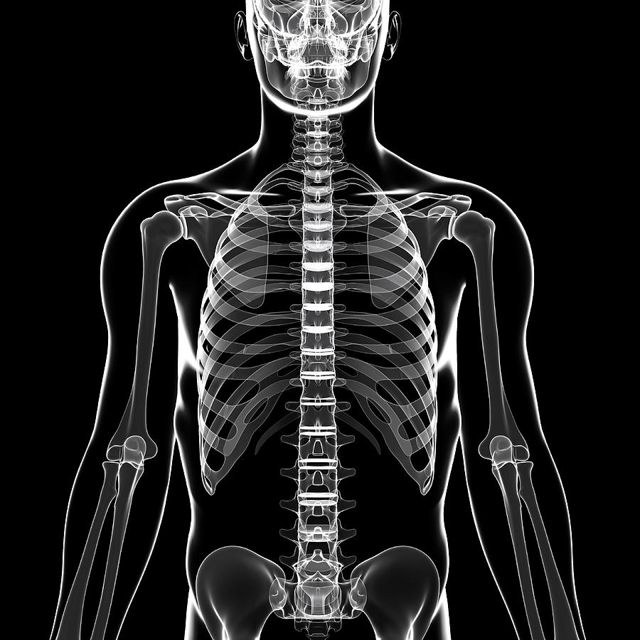 Human Skeleton Photograph by Pixologicstudio/science Photo Library - Pixels
