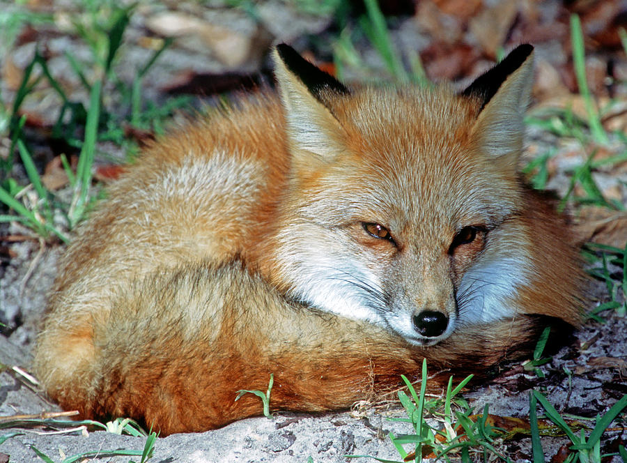 Red Fox Photograph by Millard H. Sharp - Fine Art America