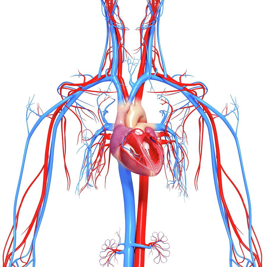 Cardiovascular System Photograph by Pixologicstudio/science Photo ...