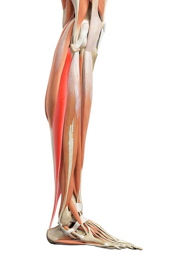 Leg Muscles Photograph by Sebastian Kaulitzki/science Photo Library ...