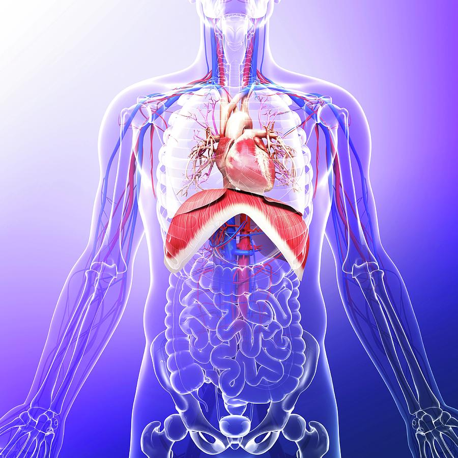 Human Respiratory System #69 by Science Photo Library