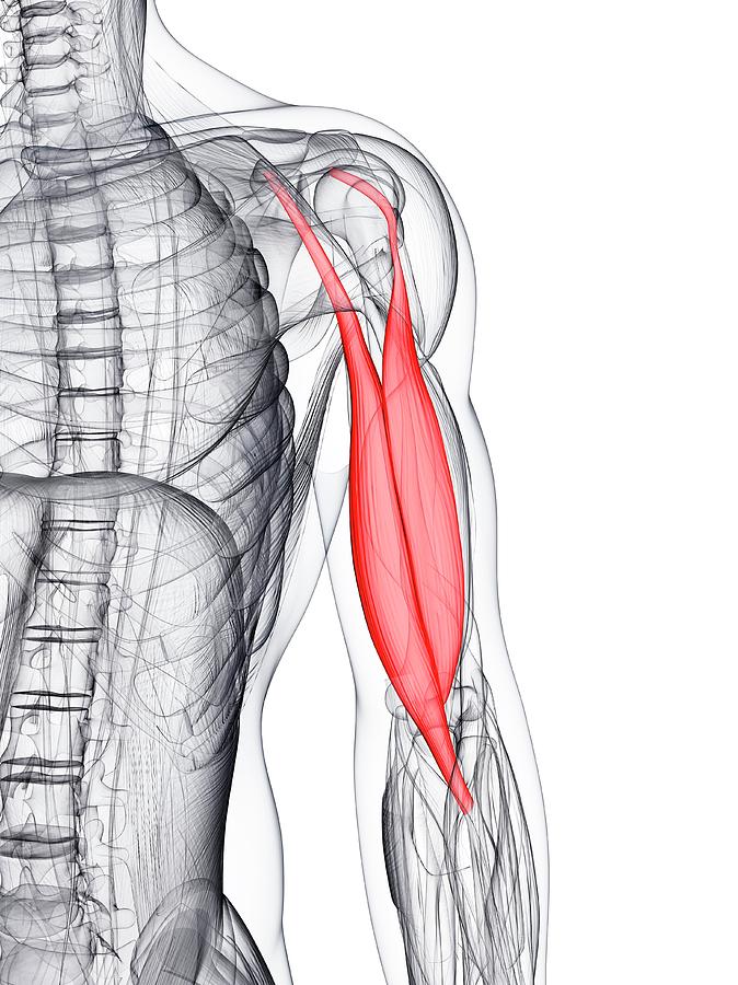 Arm Muscle Photograph by Sciepro/science Photo Library - Fine Art America