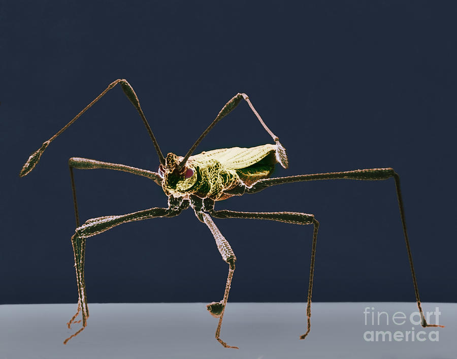 Assassin Bug Photograph by David M. Phillips - Fine Art America