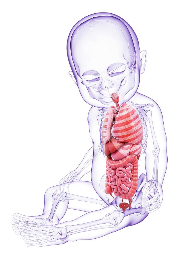 Baby's Anatomy Photograph by Pixologicstudio - Pixels