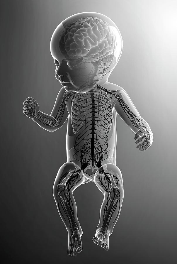 Baby's Nervous System Photograph by Pixologicstudio - Fine Art America
