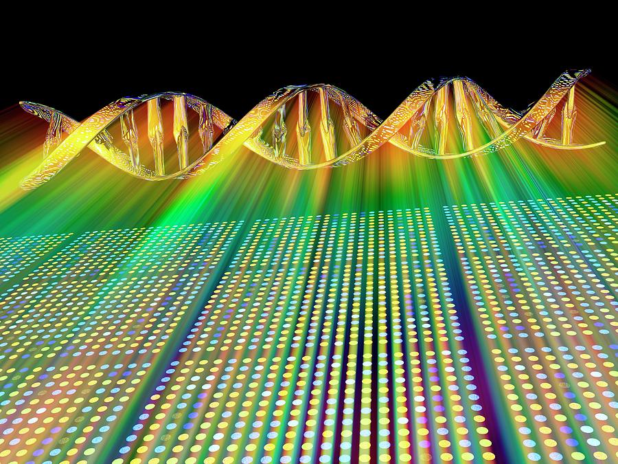 Dna Microarray And Double Helix Photograph by Pasieka - Fine Art America