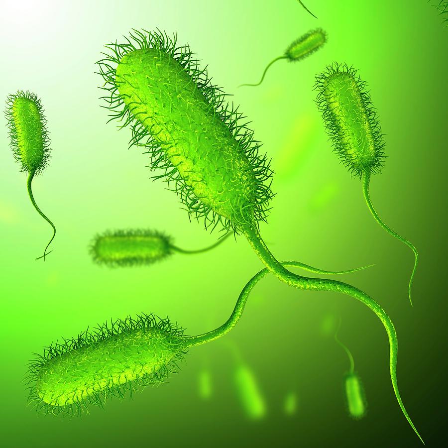 E Coli Bacteria Photograph by Pixologicstudio/science Photo Library ...