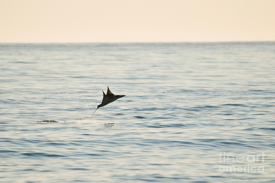 Eagle Ray Mobula Sp. Breaching Photograph by Mark Newman | Pixels