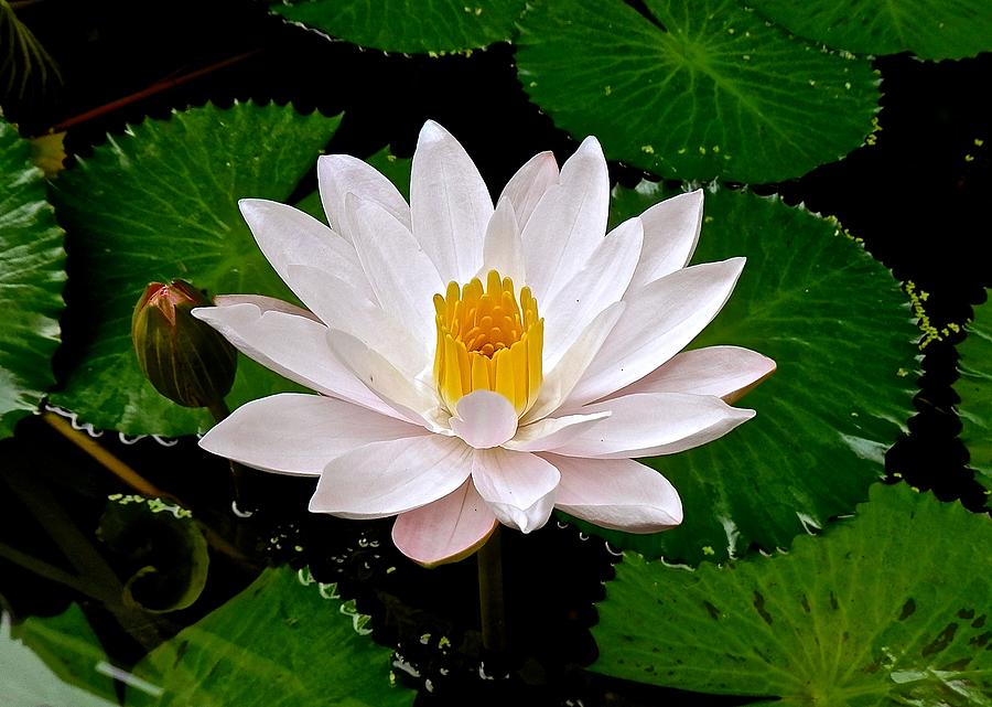 Experiment in Colors Lotus Photograph by Joe Wyman | Pixels