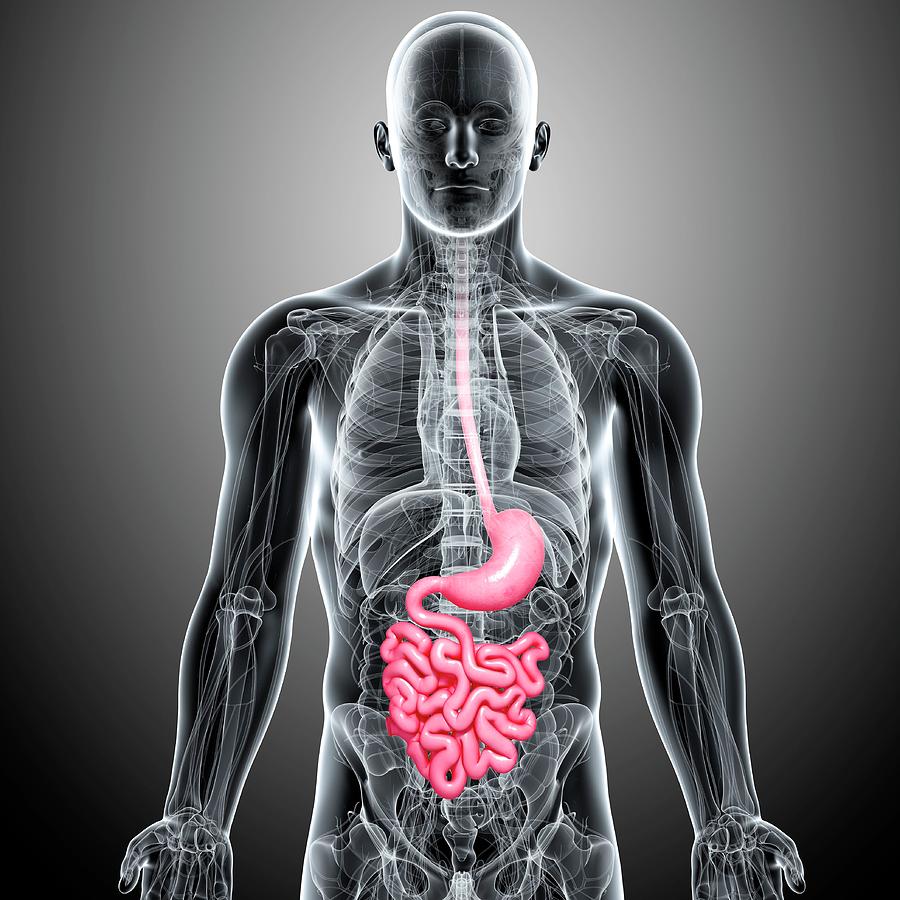 Healthy Digestive System Photograph by Pixologicstudio/science Photo ...