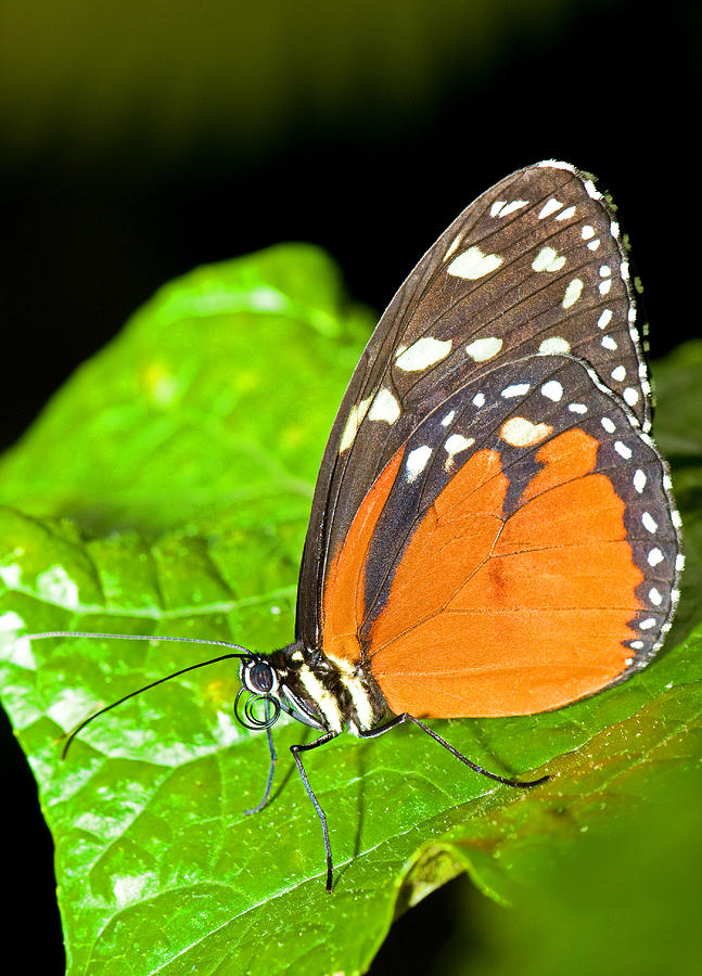 Hecale Longwing Butterfly Photograph by Millard H. Sharp - Fine Art America
