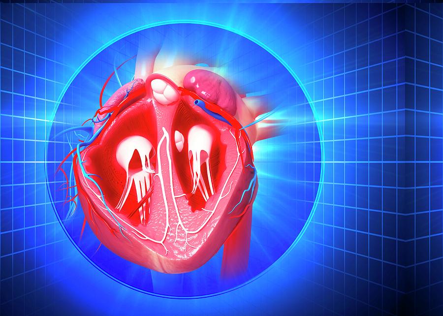 Human Heart #7 by Pixologicstudio/science Photo Library