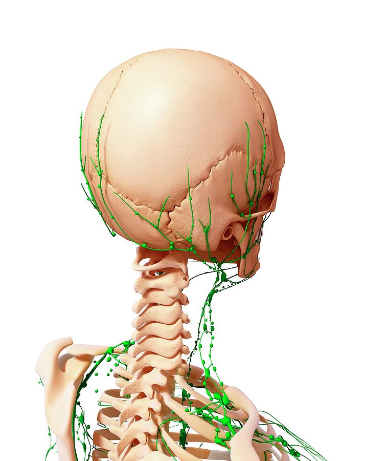 Human Lymphatic System Photograph by Pixologicstudio/science Photo ...