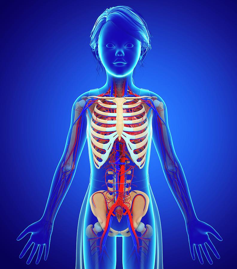Human Skeletal System #7 by Science Photo Library
