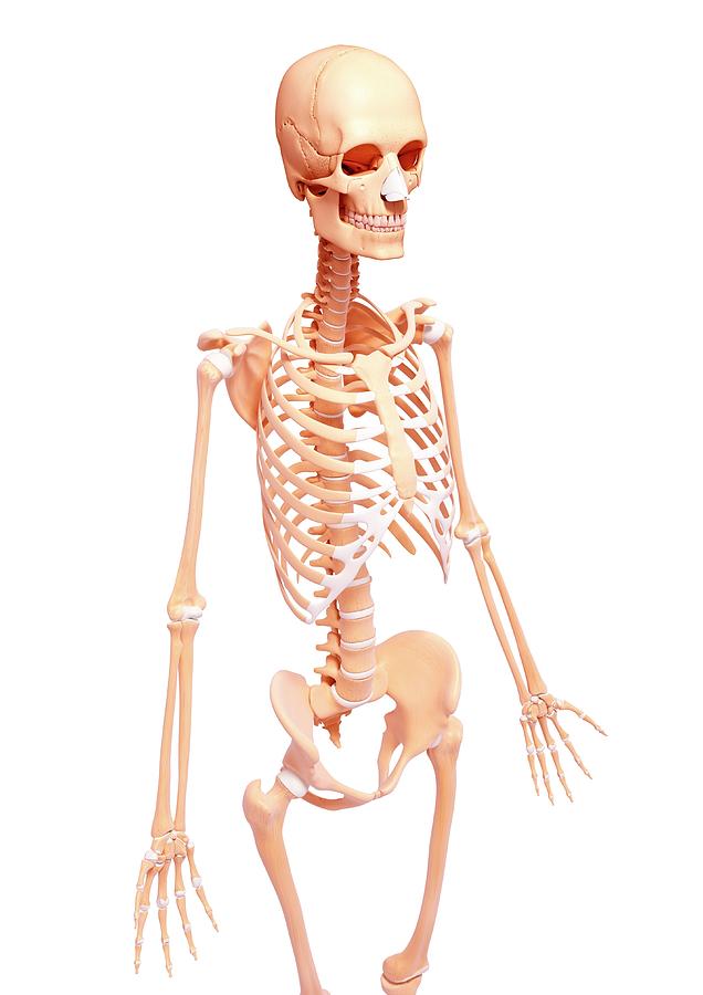 Human Skeleton Photograph by Pixologicstudio/science Photo Library ...