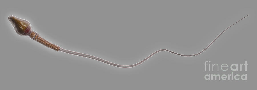 Human Sperm Photograph by Science Picture Co