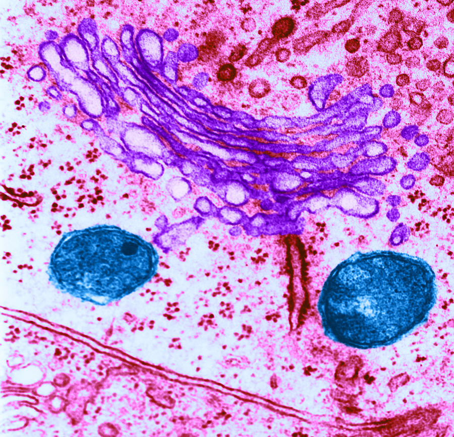 Lysosomes, Tem #7 Photograph by Science Source - Fine Art America