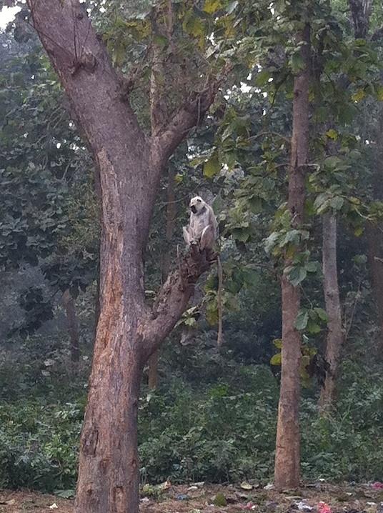 Monkey Bridge #7 Photograph by Keith Wright - Fine Art America