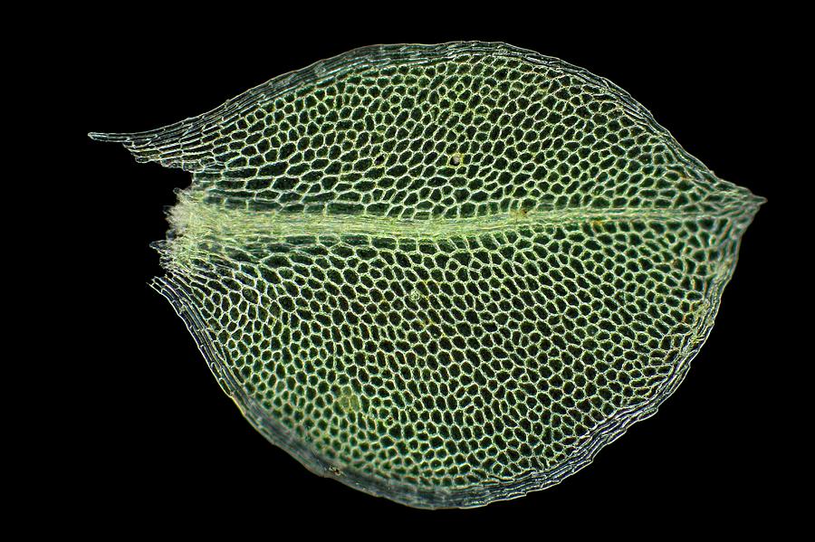 Moss Leaf #7 by Science Photo Library